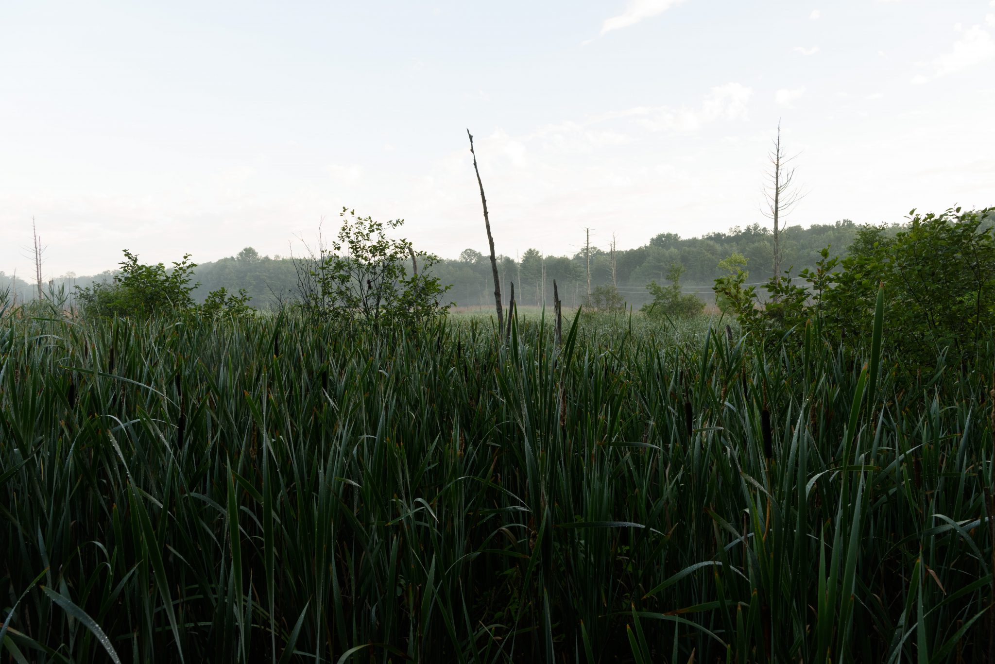 Major Course Requirements | Department of Natural Resources and the ...