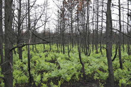 Graduate Students | Department of Natural Resources and the Environment